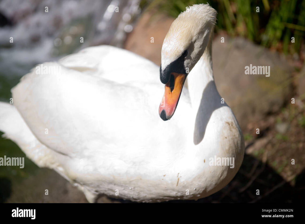 Swan; Young swan; child swan; love; peace; rest Stock Photo - Alamy
