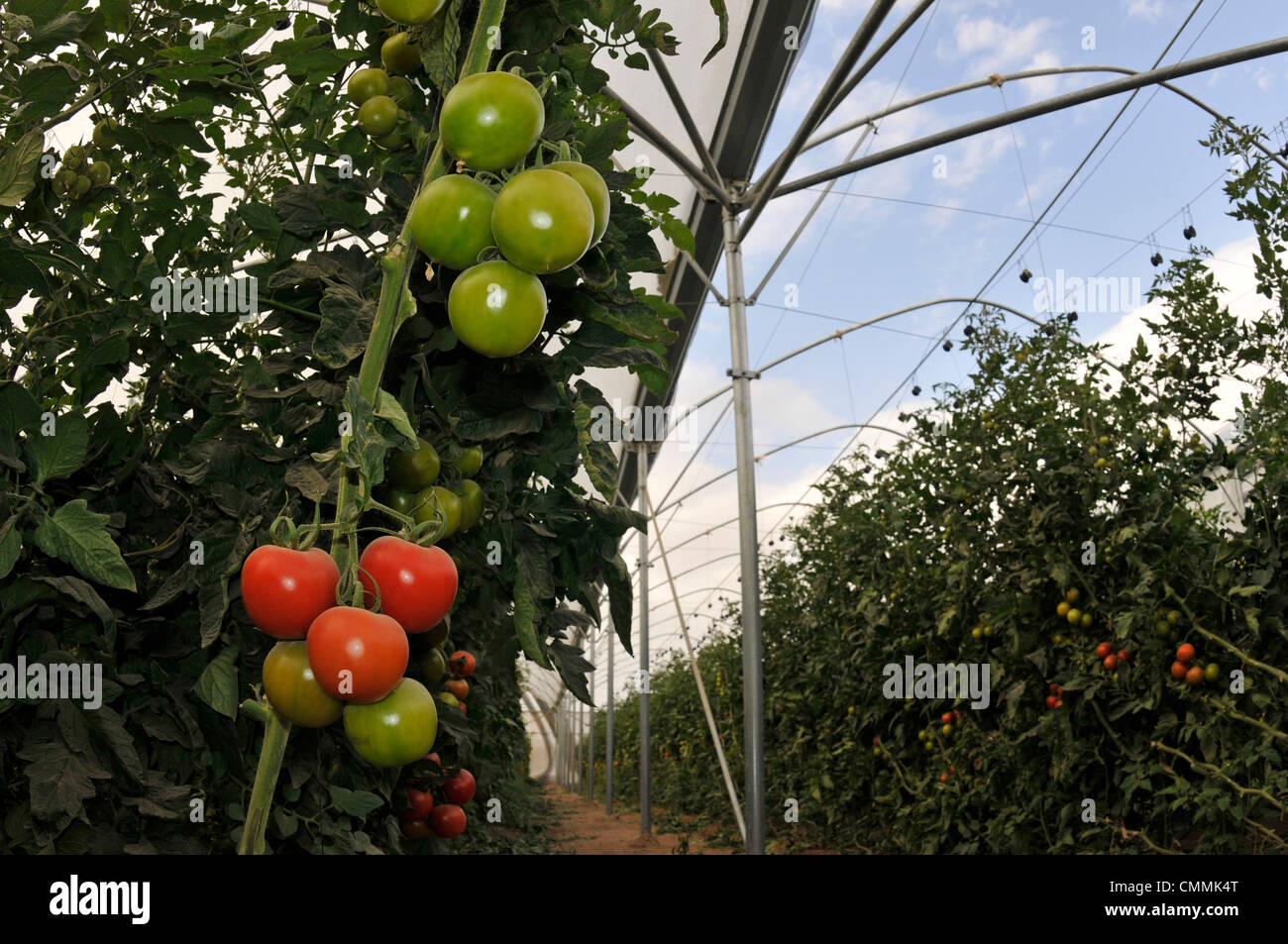 Israel tomato crop growing hi-res stock photography and images - Alamy