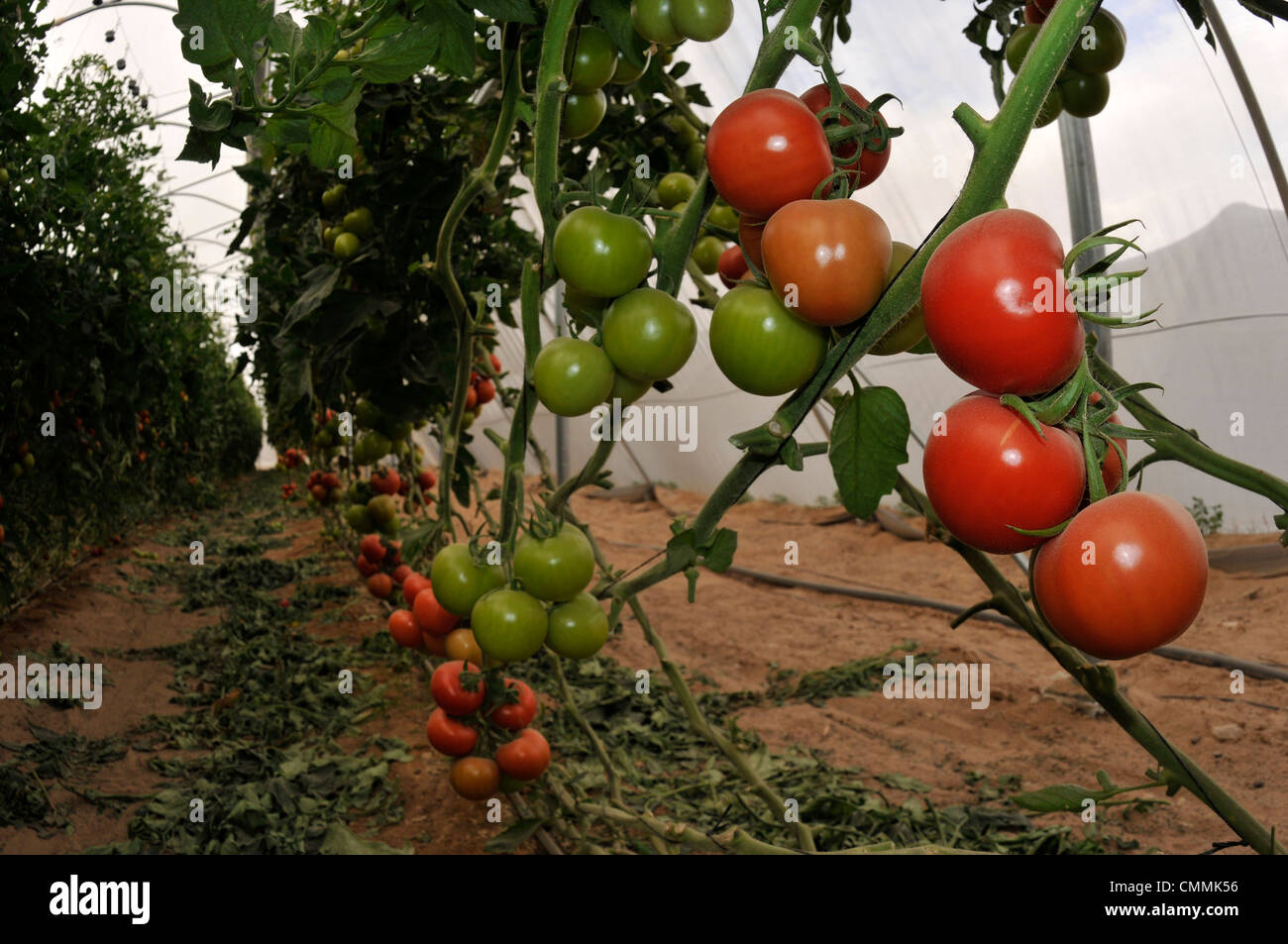 Israel tomato crop growing hi-res stock photography and images - Alamy