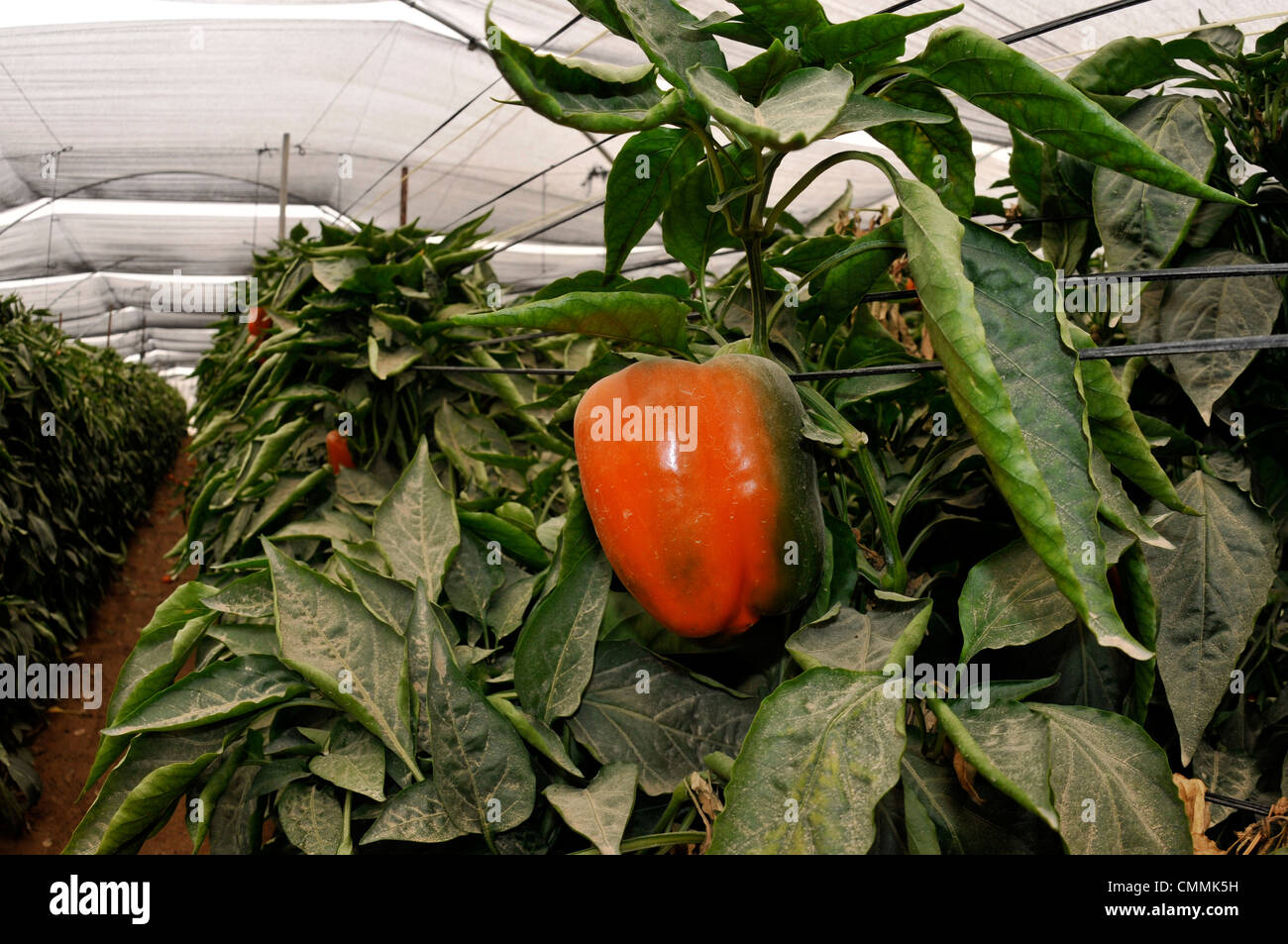 Argriculture in Israel, a crop of red peppers in the Negev desert Stock ...