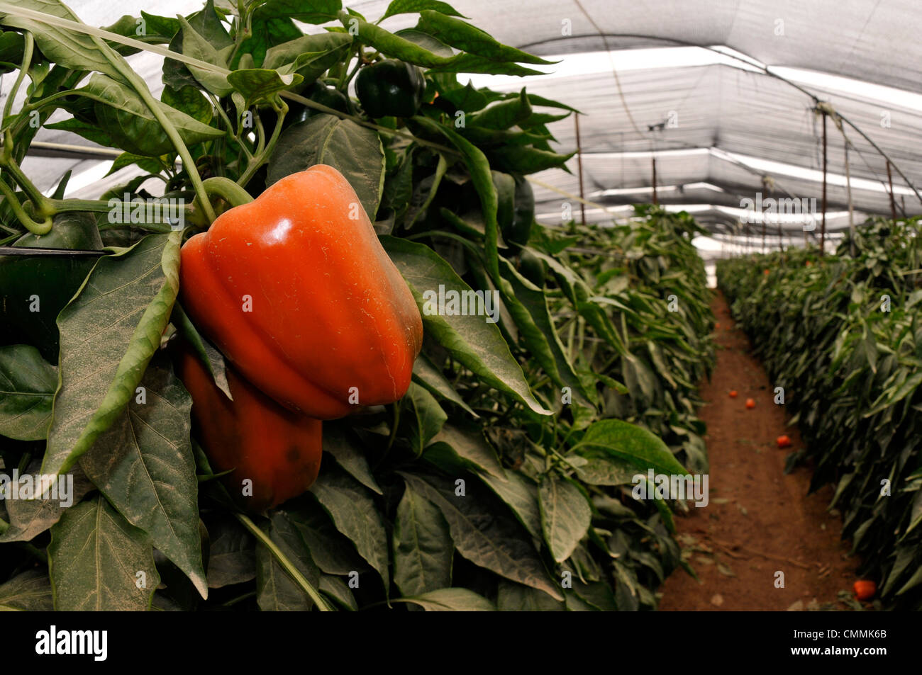 Argriculture in Israel, a crop of red peppers in the Negev desert Stock ...