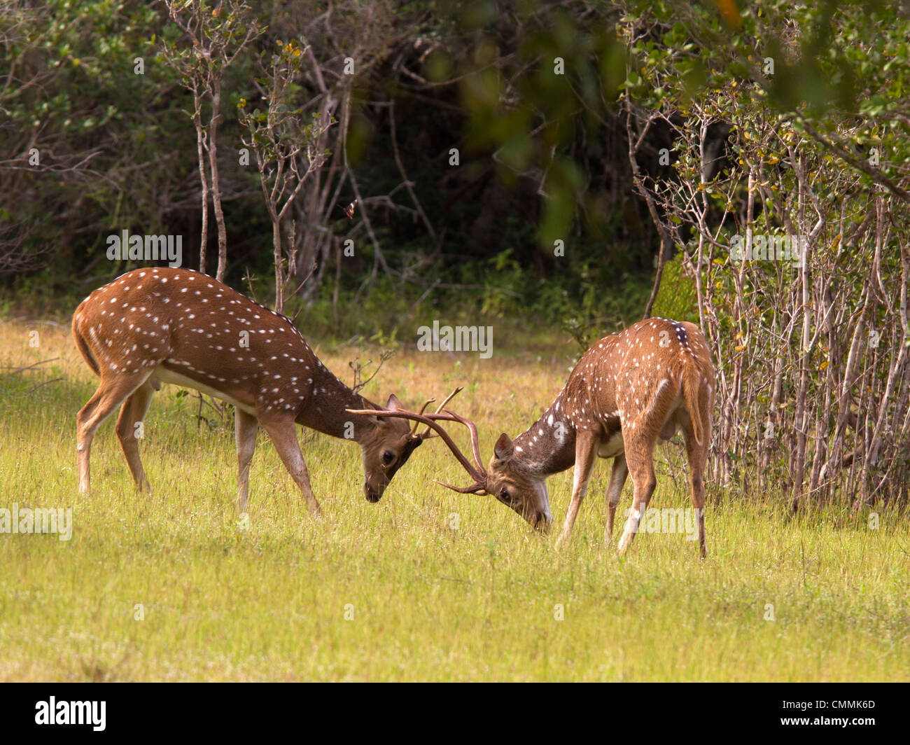 Young bucks, male chital fighting, spotted deer, Yala Stock Photo - Alamy