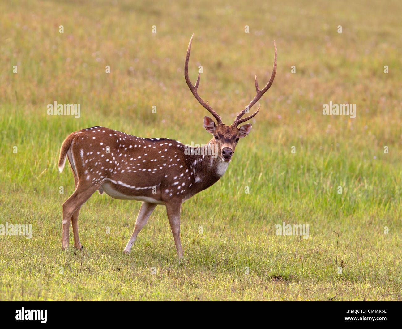 Male chital hi-res stock photography and images - Alamy