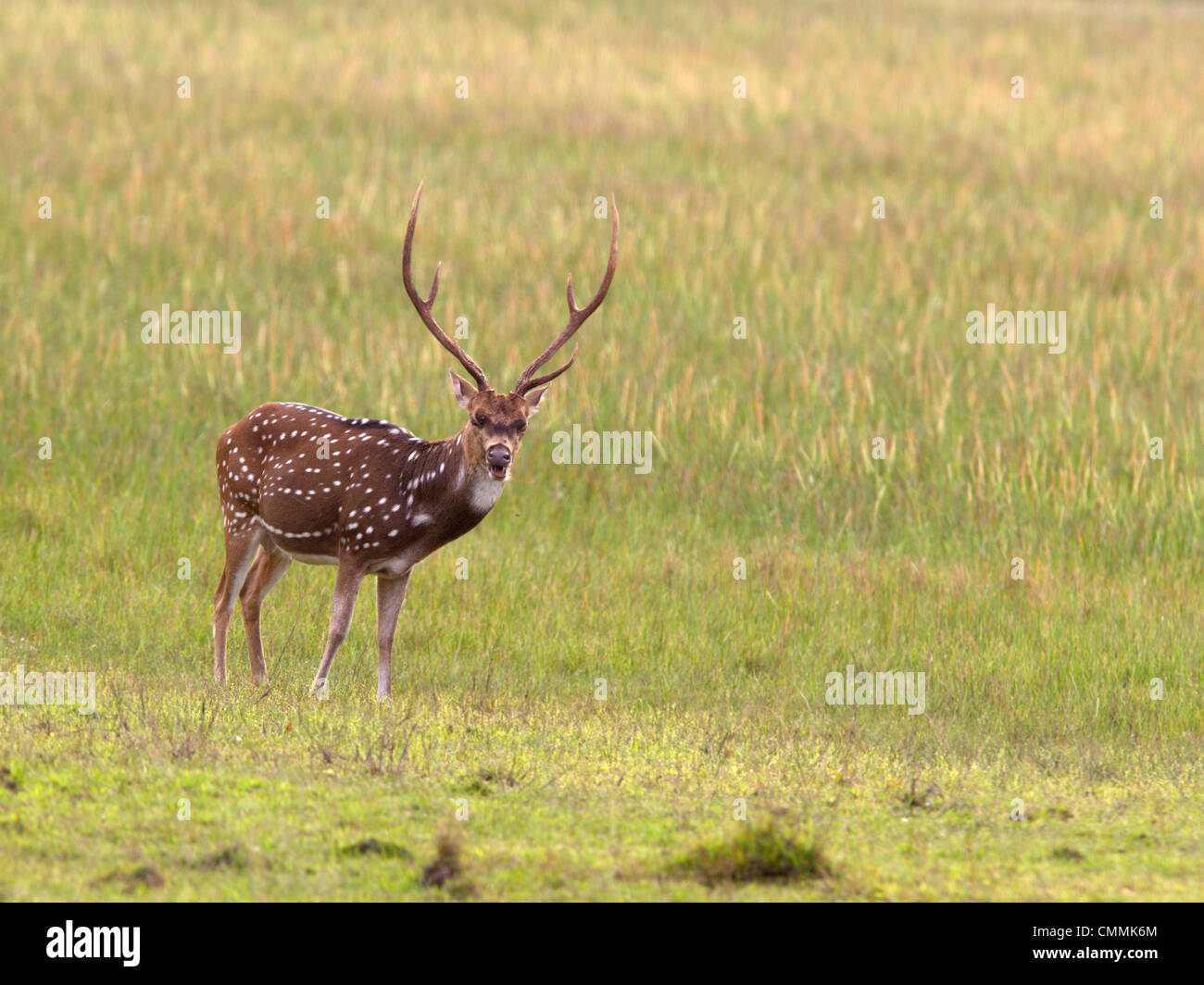 Buck, male chital, spotted deer, Yala Stock Photo - Alamy