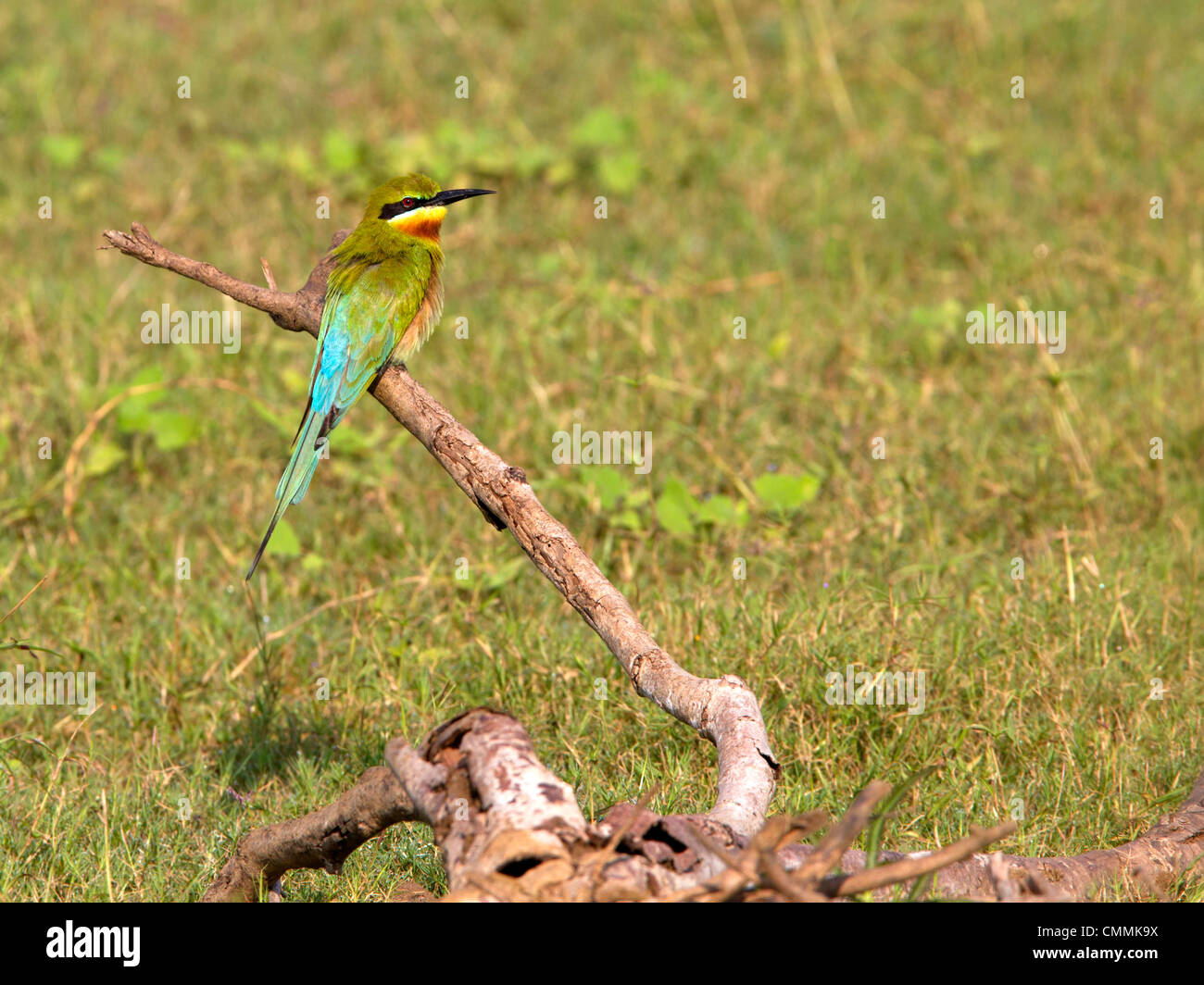 Birds of yala hi-res stock photography and images - Alamy