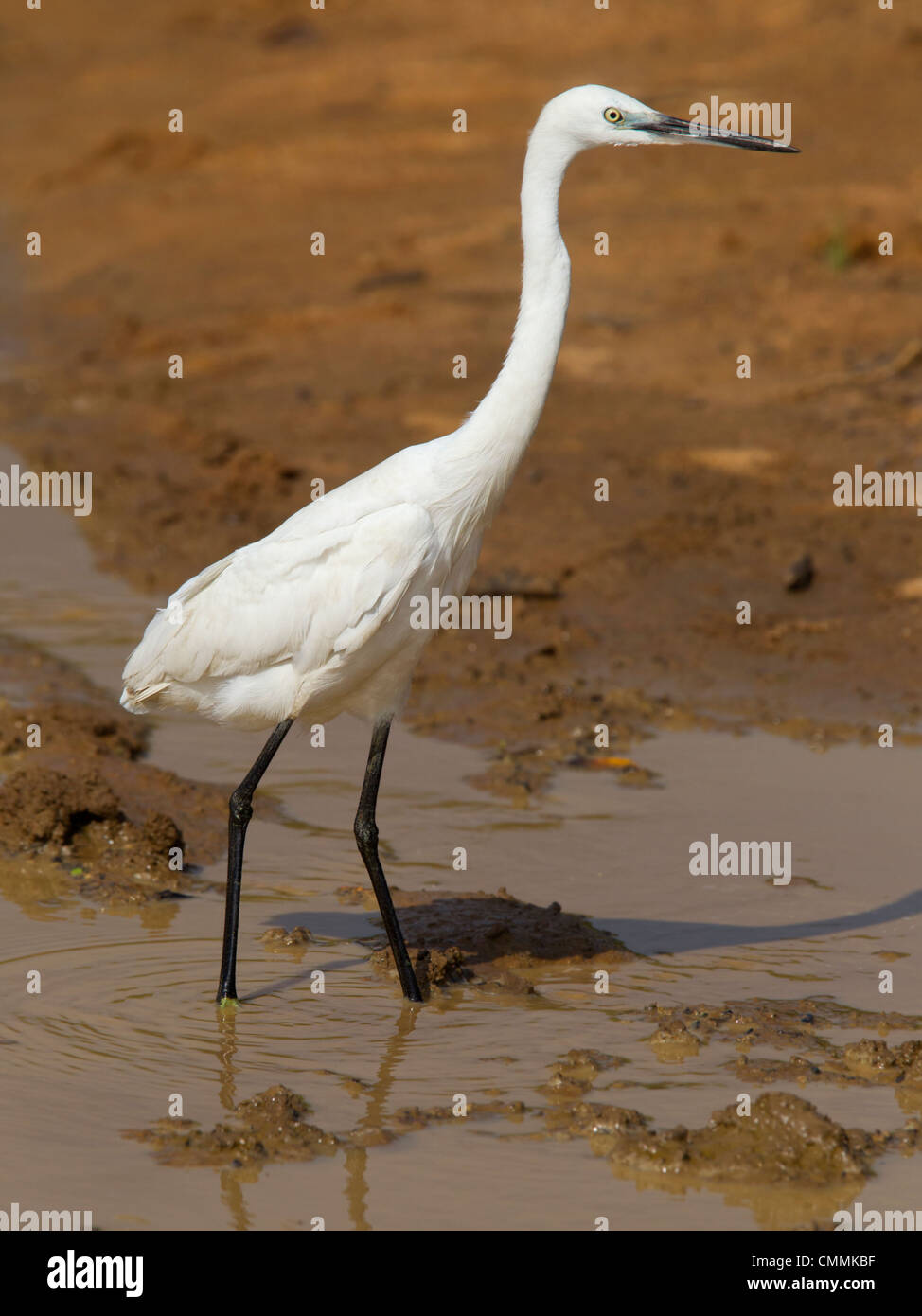 Intermediate egret, Sri Lanka Stock Photo - Alamy