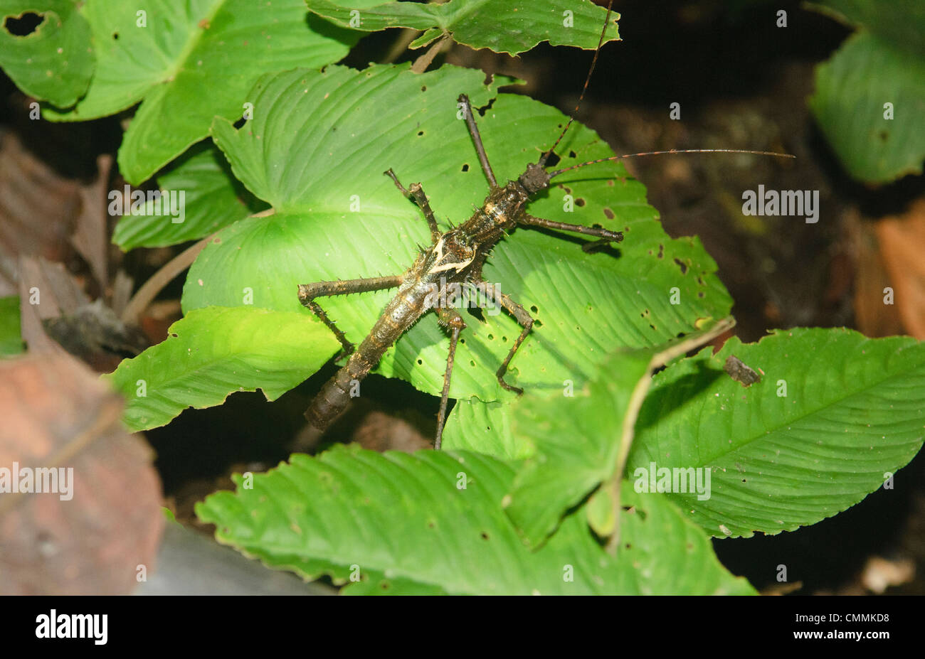 Borneo stick insect hi-res stock photography and images - Alamy