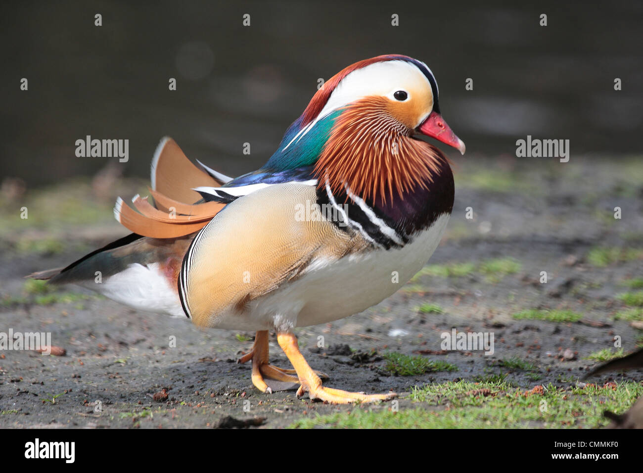 Perching duck species native hi-res stock photography and images - Alamy