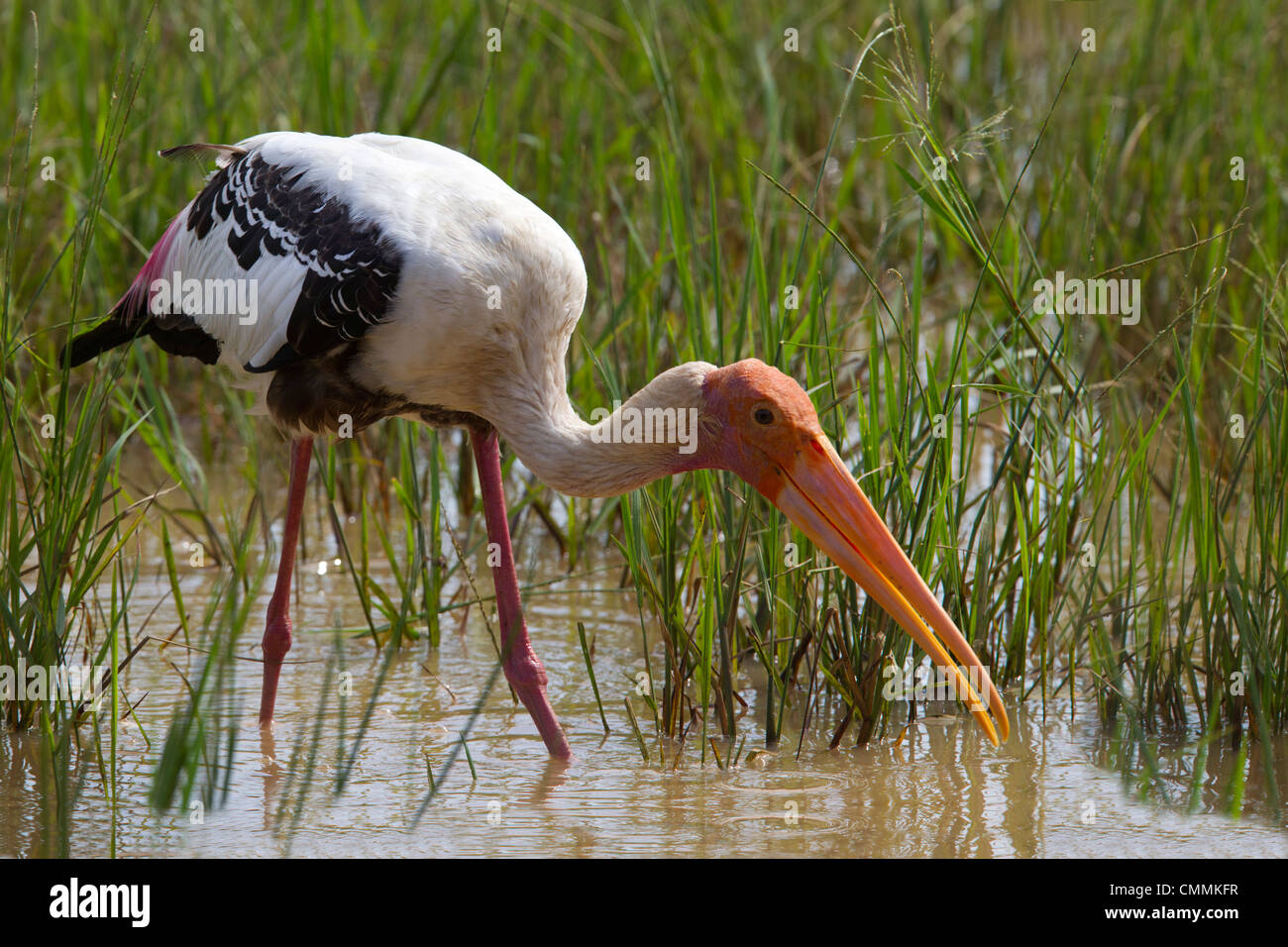 Probing beak hi-res stock photography and images - Alamy