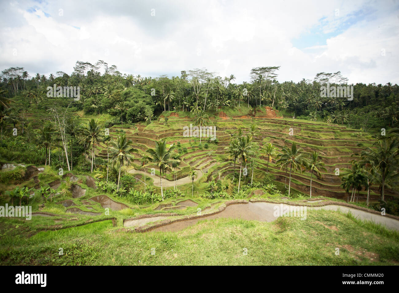 Terraced Rice paddy Stock Photo - Alamy