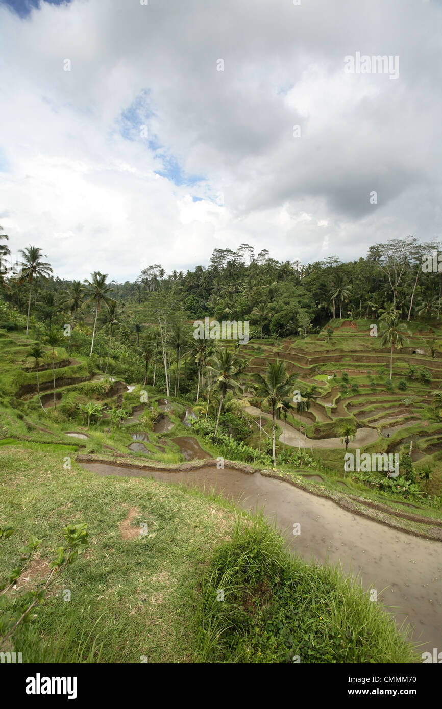 Terraced rice paddy hi-res stock photography and images - Alamy
