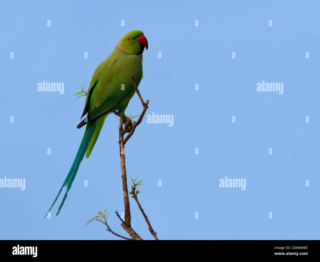 Rose ringed parakeet hi-res stock photography and images - Alamy