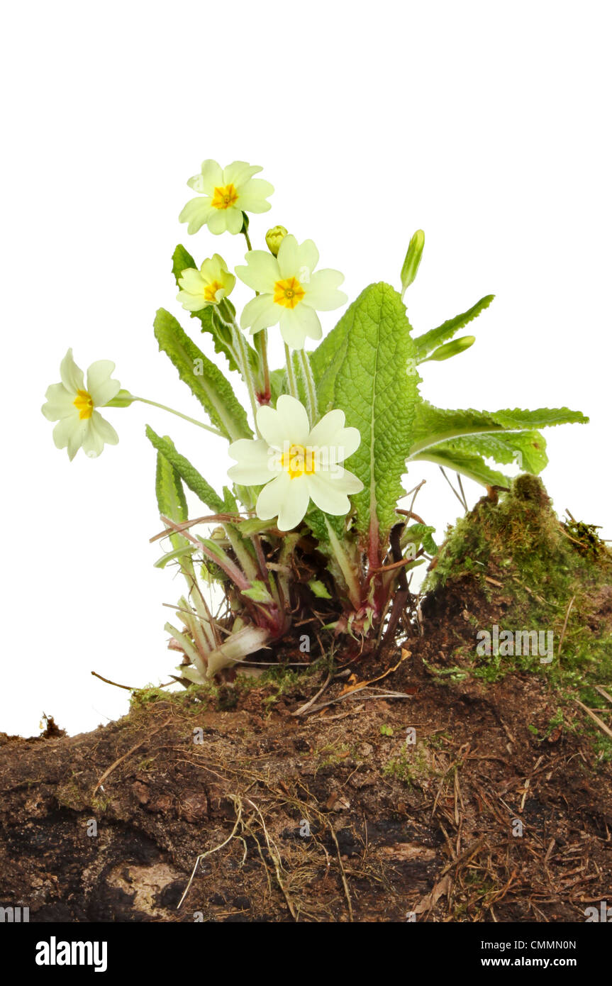 Primrose plant and flowers growing on an old decaying log Stock Photo ...