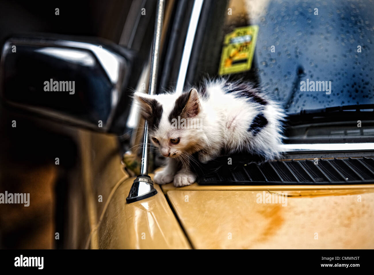 Small kitten on a car Stock Photo - Alamy