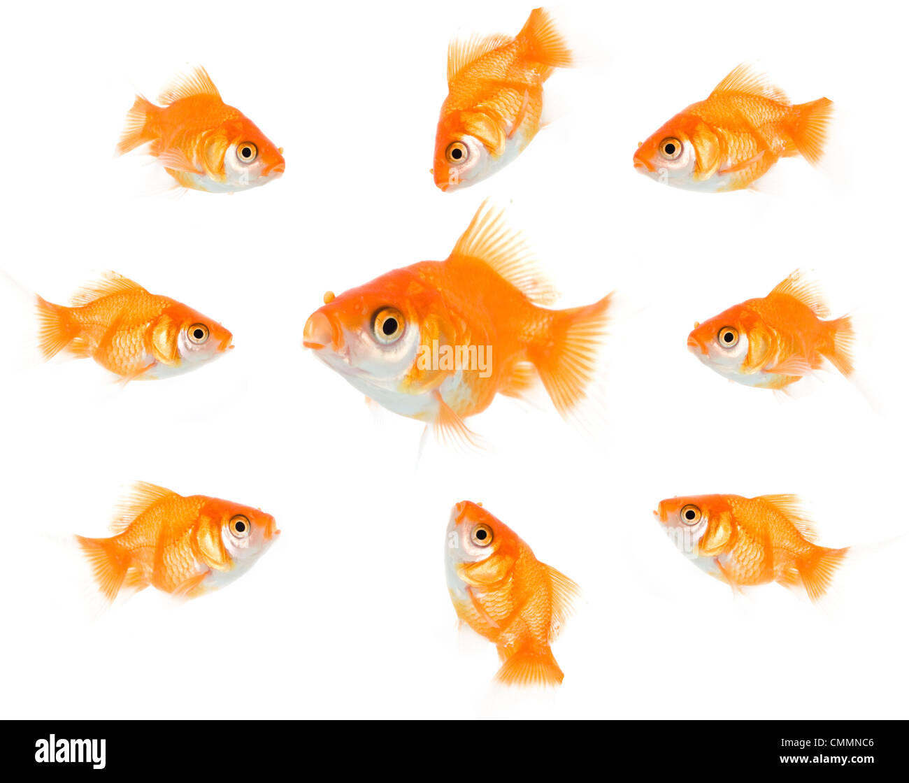 Beautiful fish underwater Cut Out Stock Images & Pictures - Alamy