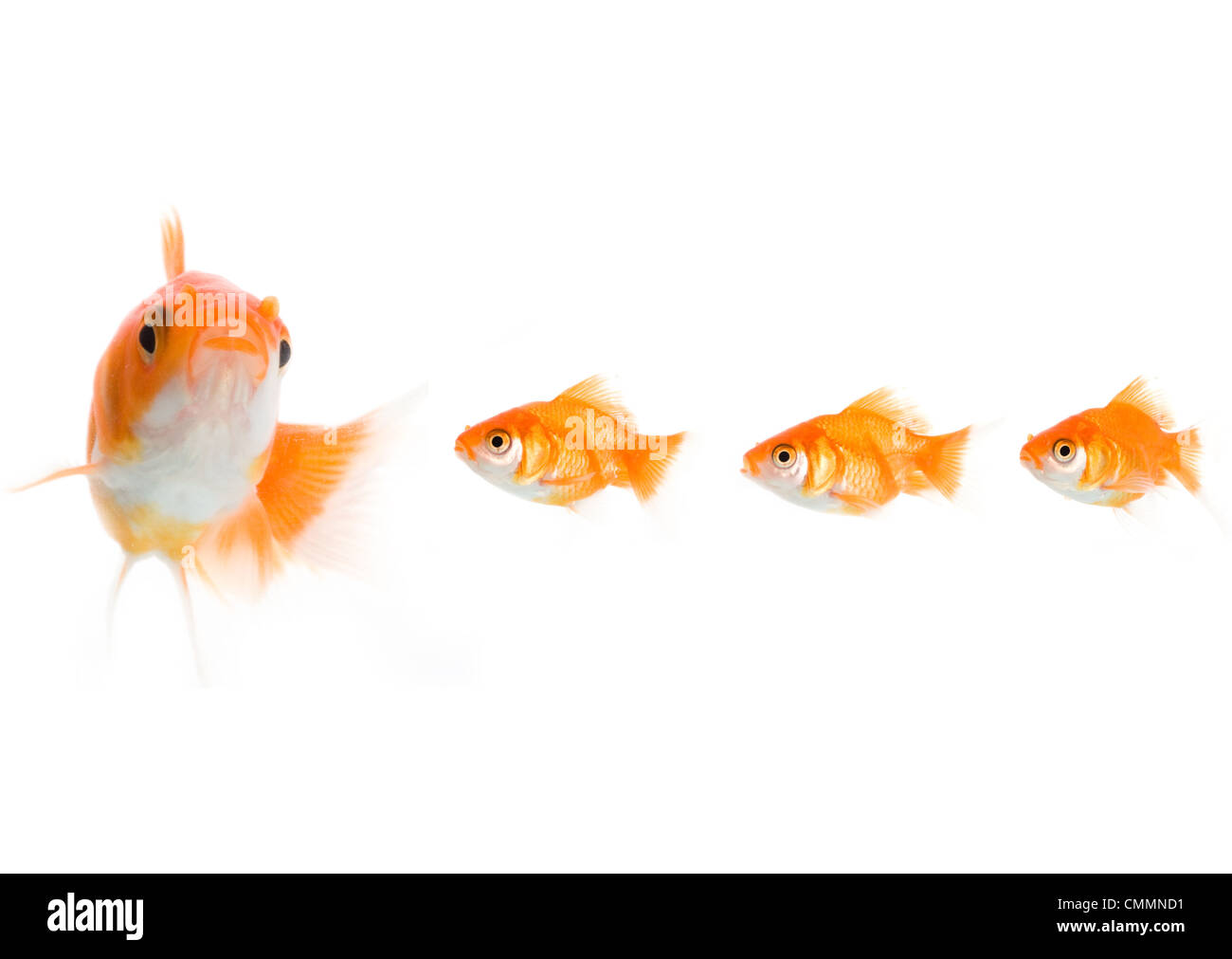 Underwater isolation Cut Out Stock Images & Pictures - Alamy