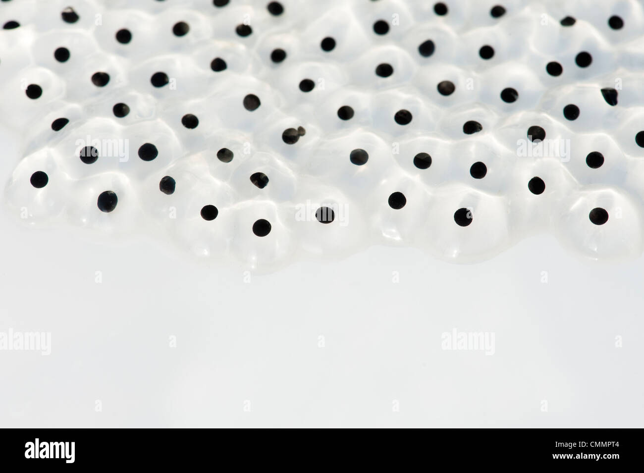 Frog spawn against a white background Stock Photo - Alamy