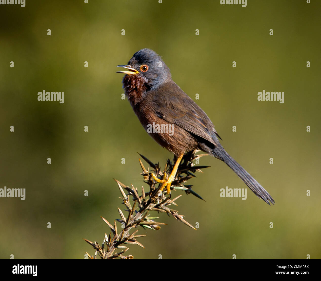Female dartford warbler hi-res stock photography and images - Alamy