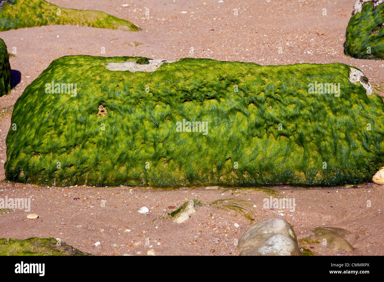 Rock covered in sea vegetation Stock Photo - Alamy