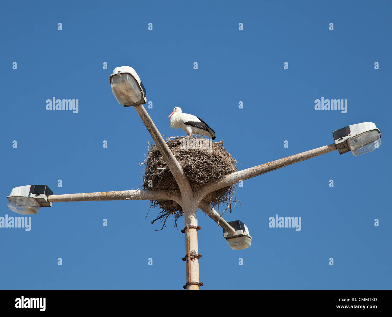 Stork nest on lamp post Stock Photo - Alamy
