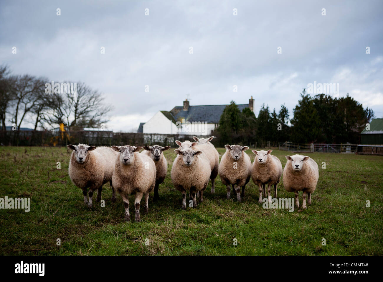 A small flock of sheep stare and pause for a photo Stock Photo - Alamy