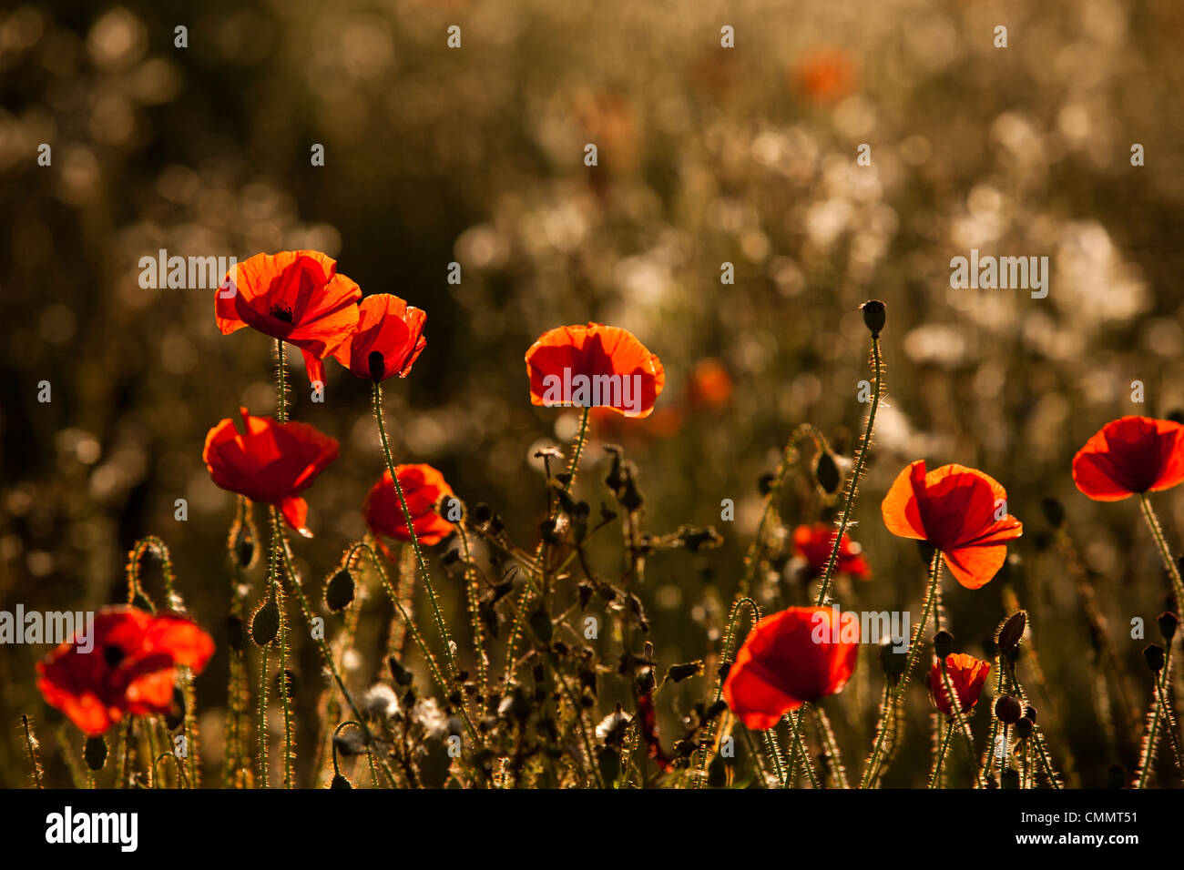 Wild Poppies glow in the evening sunlight Stock Photo - Alamy