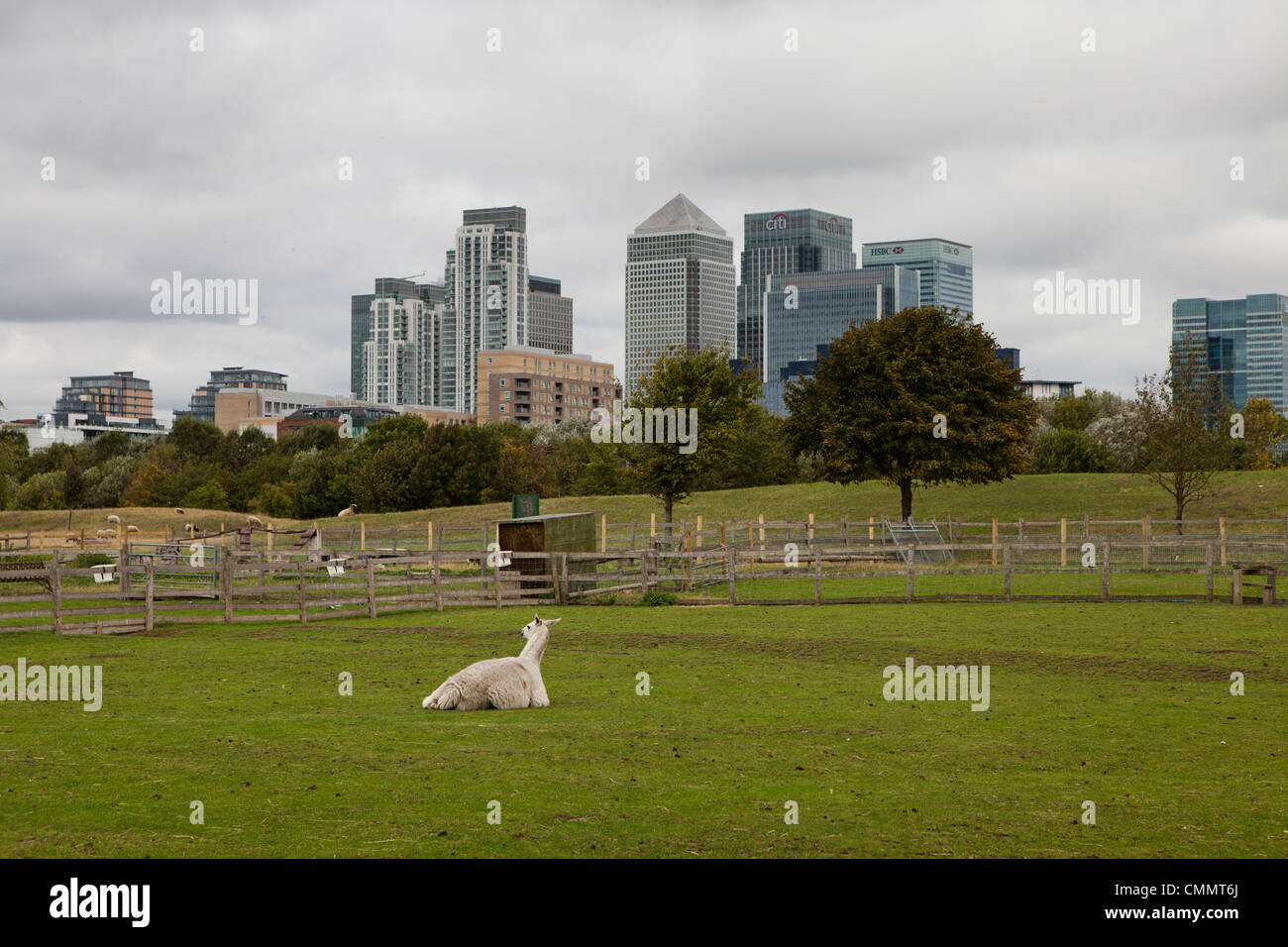 A llama sits in front of Canary Wharf in Mudchute Park, London Stock ...