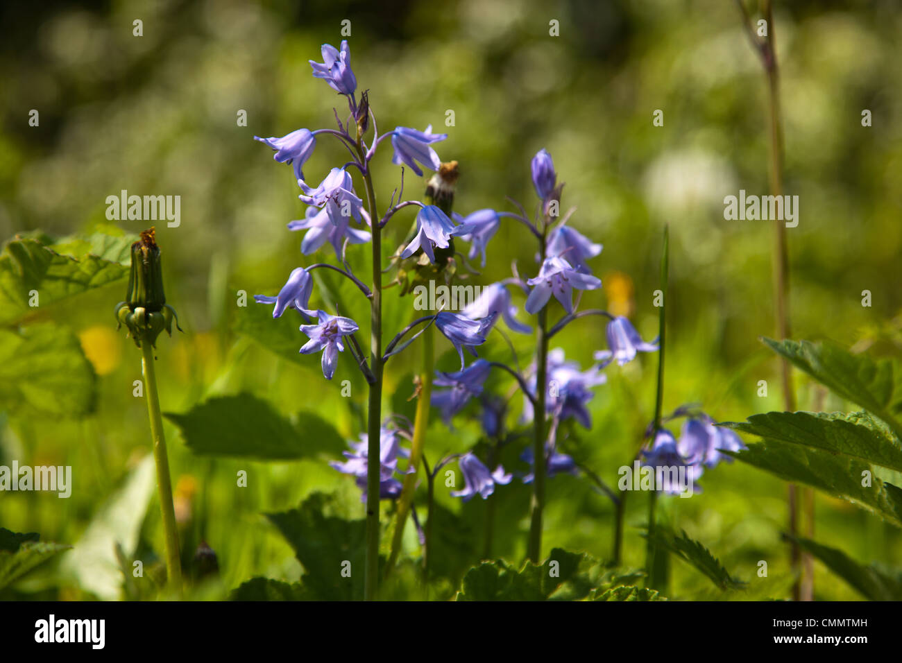 Bluebell in spring hi-res stock photography and images - Alamy