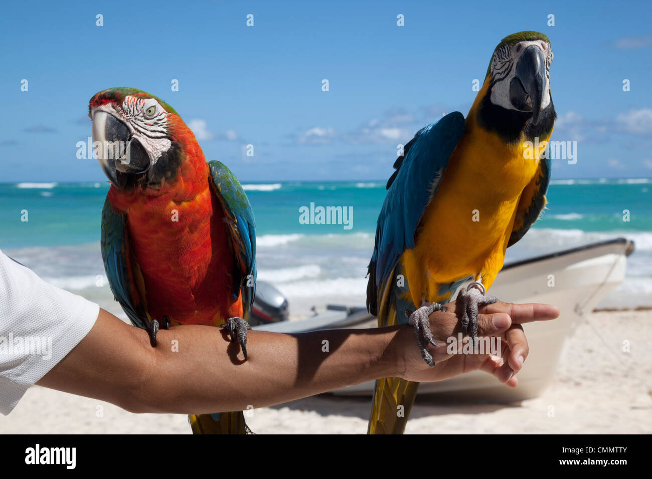 Parrot beaches hi-res stock photography and images - Alamy