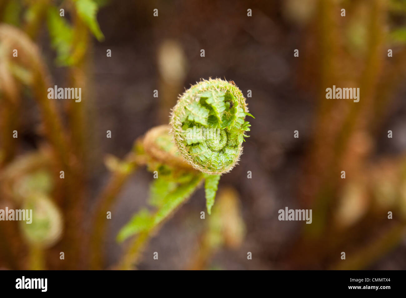 Common bracken hi-res stock photography and images - Alamy