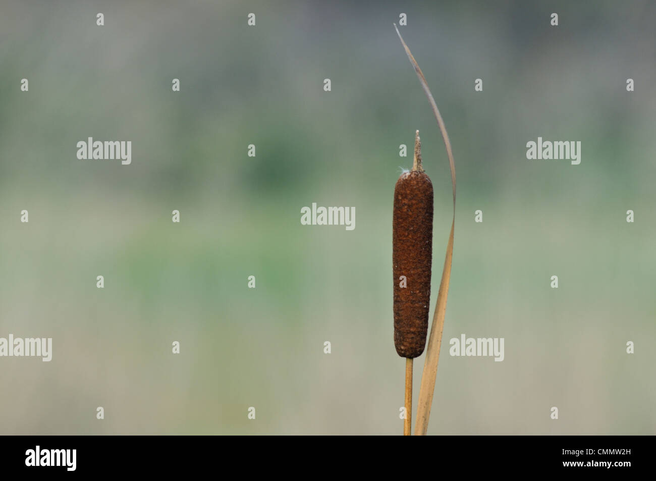 Reed flower- head in natural environment Stock Photo - Alamy