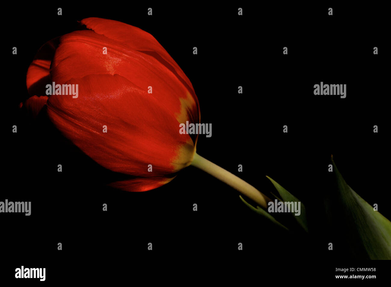 Tulip Shade High Resolution Stock Photography and Images - Alamy