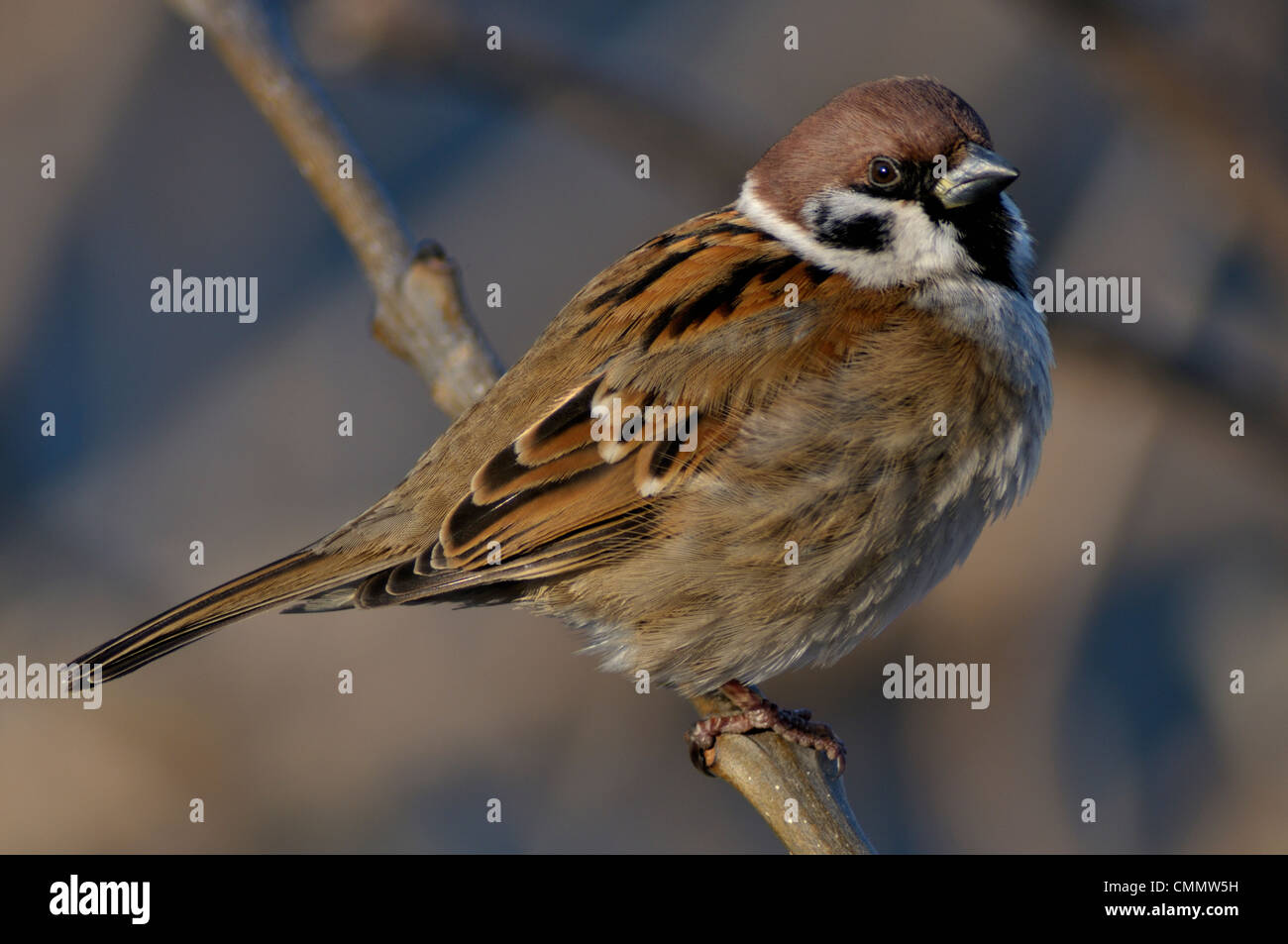 The Eurasian Tree Sparrow Stock Photo - Alamy