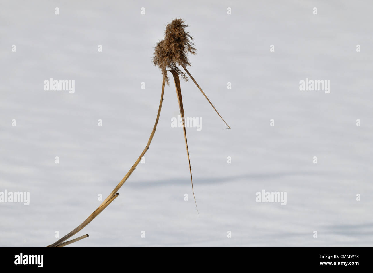Single reed hi-res stock photography and images - Alamy