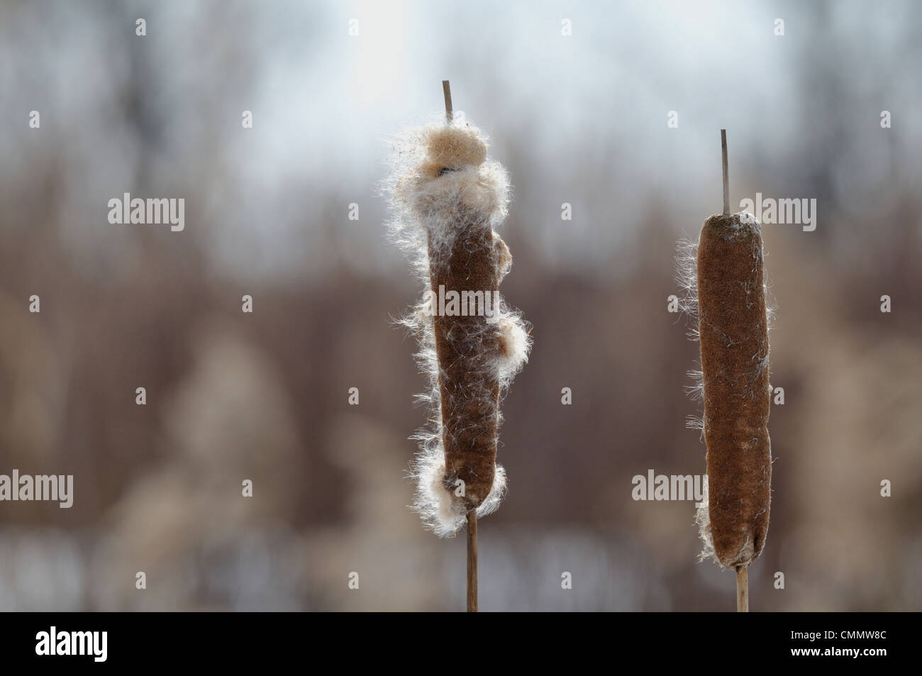 Reed pollen hi-res stock photography and images - Alamy