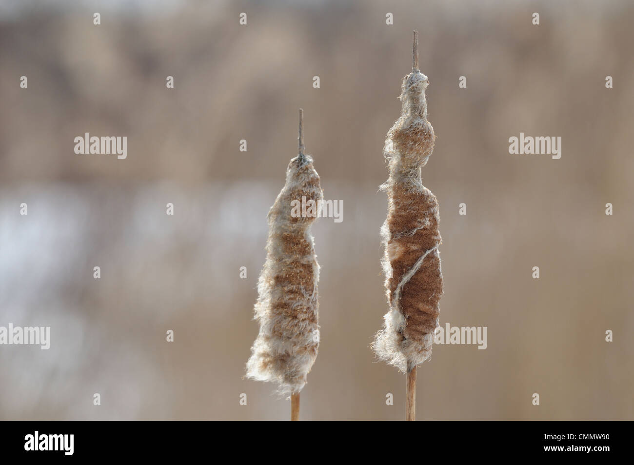 Reed flower- head in natural environment Stock Photo - Alamy