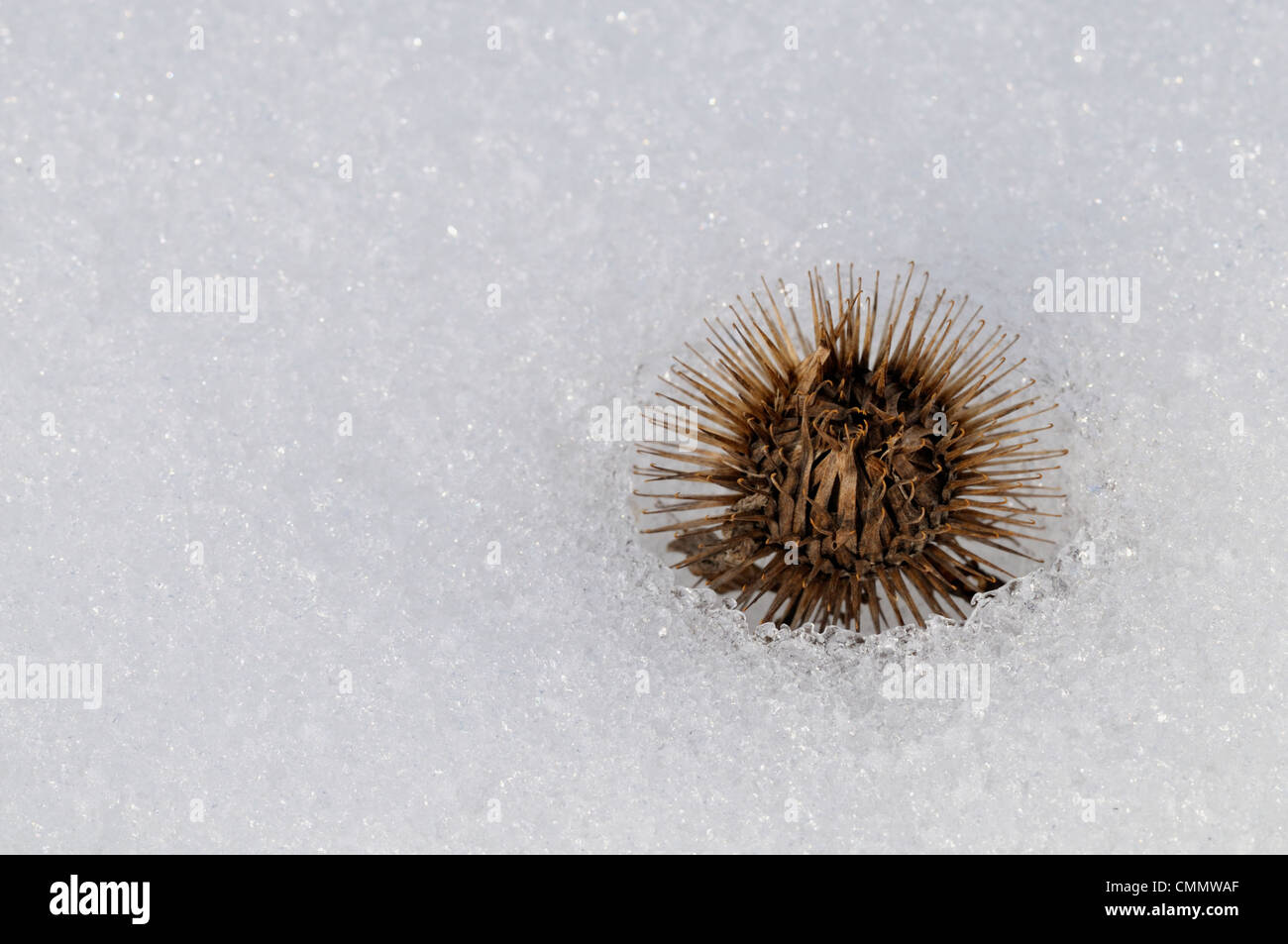 Dried common thistle flower in the melting winter snow Stock Photo - Alamy