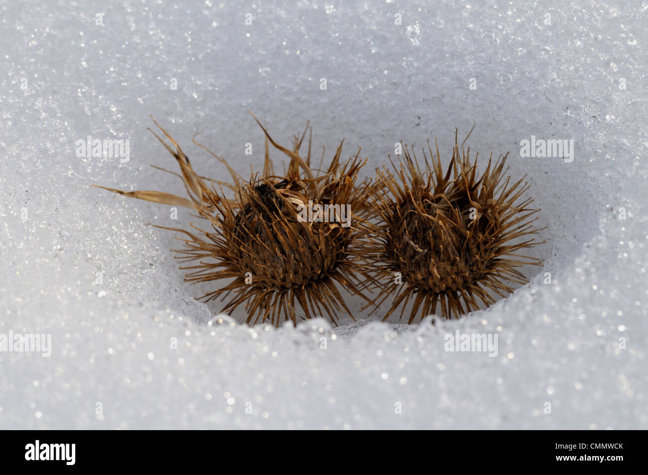 Dried common thistle flower in the melting winter snow Stock Photo - Alamy