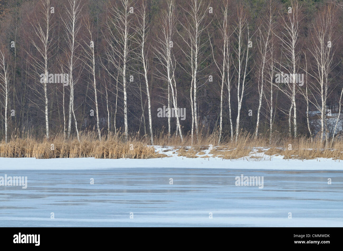 Birch tree betula forest in snow hi-res stock photography and images ...