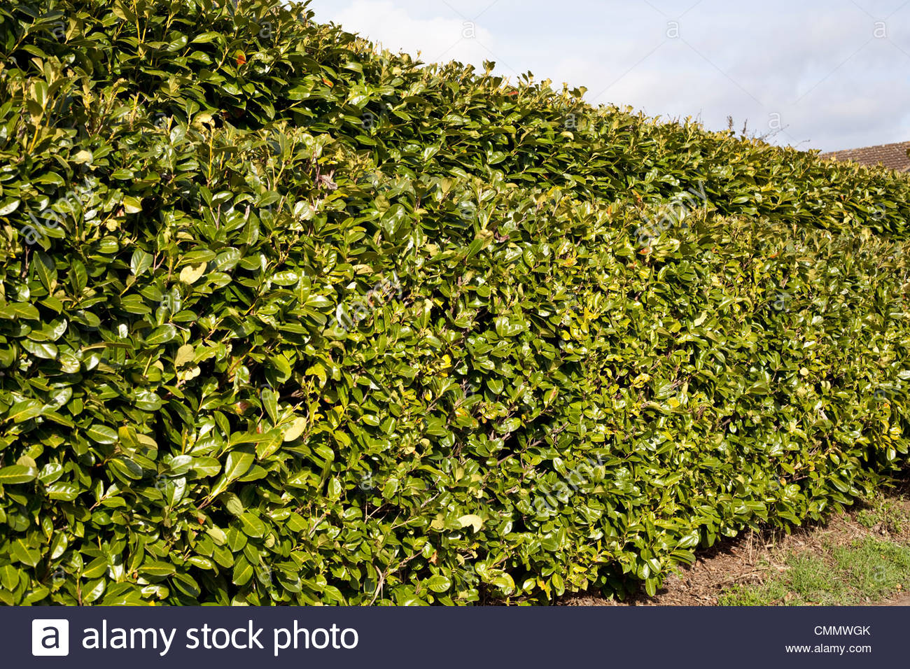 Very Tall Hedge High Resolution Stock Photography and Images - Alamy