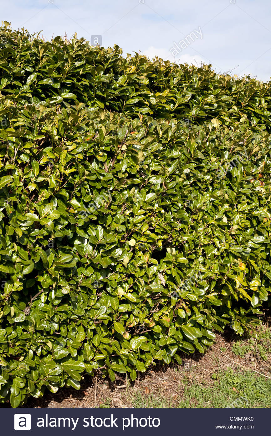 Neat Hedge Stock Photos & Neat Hedge Stock Images - Alamy