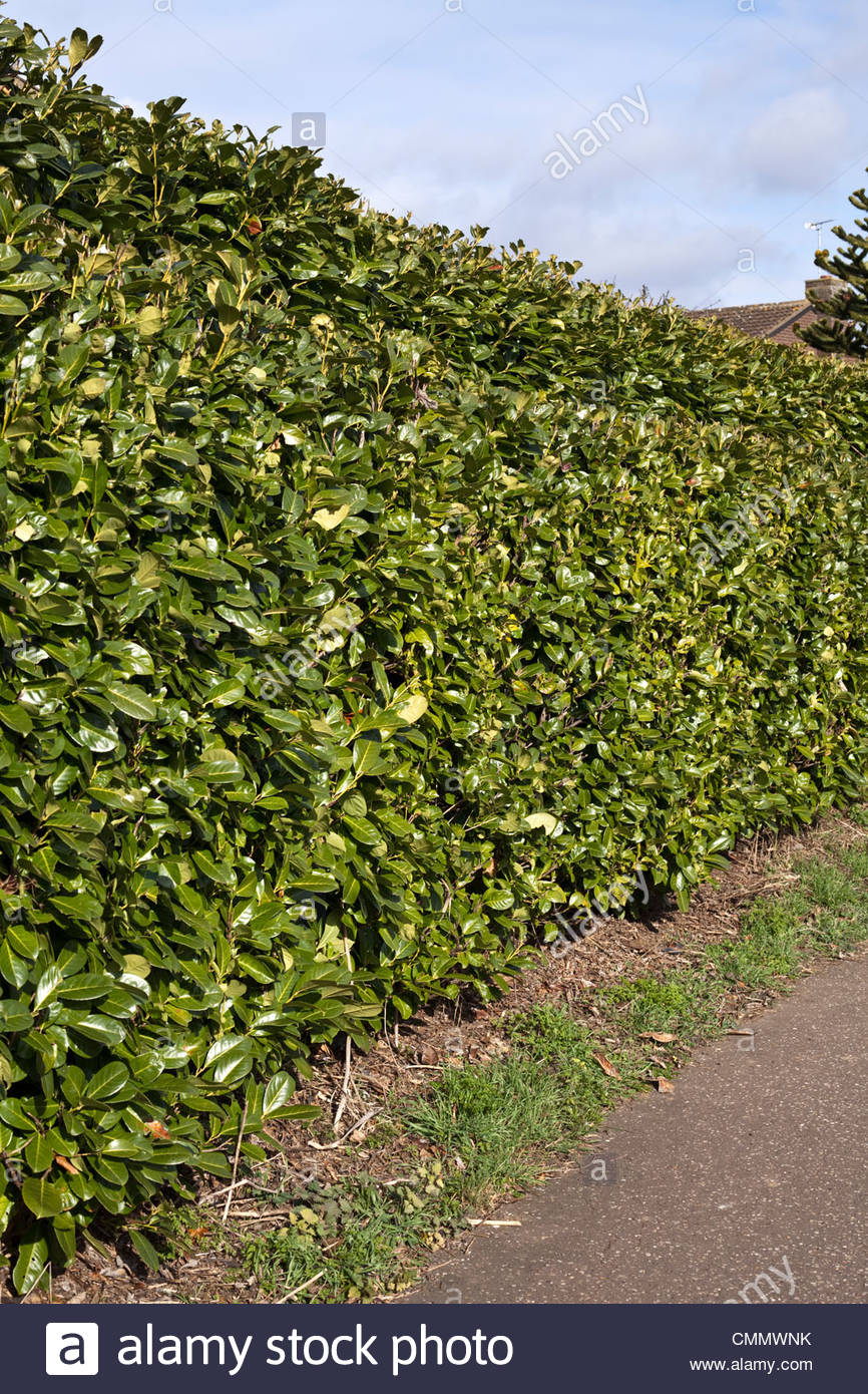 Tall Hedge Stock Photos & Tall Hedge Stock Images - Alamy