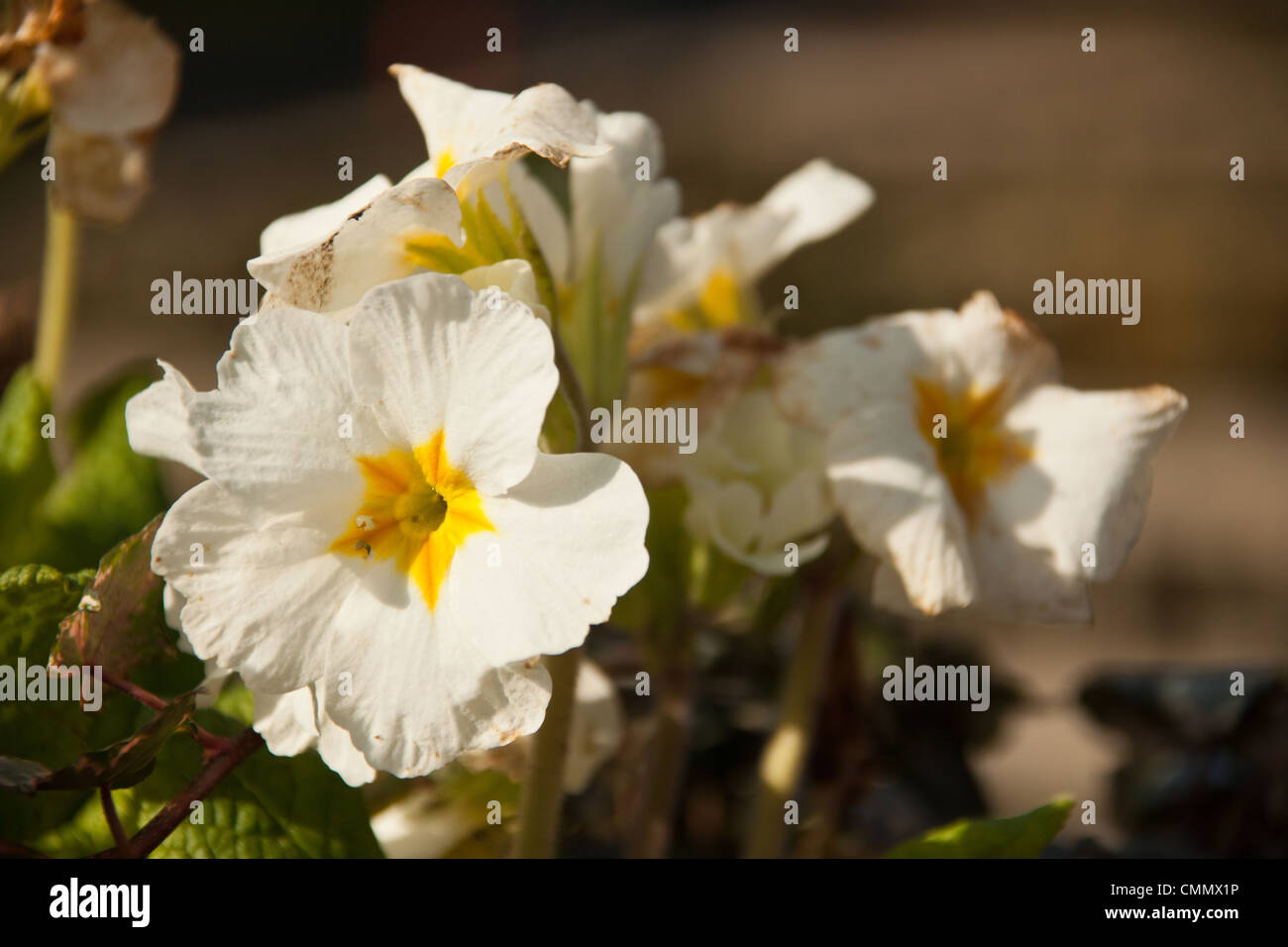 Yellow primrose hi-res stock photography and images - Alamy