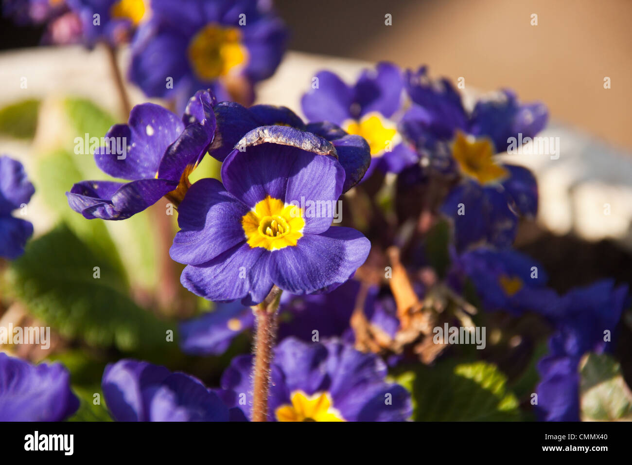 blue and yellow primrose,primulas vulgaris Stock Photo - Alamy