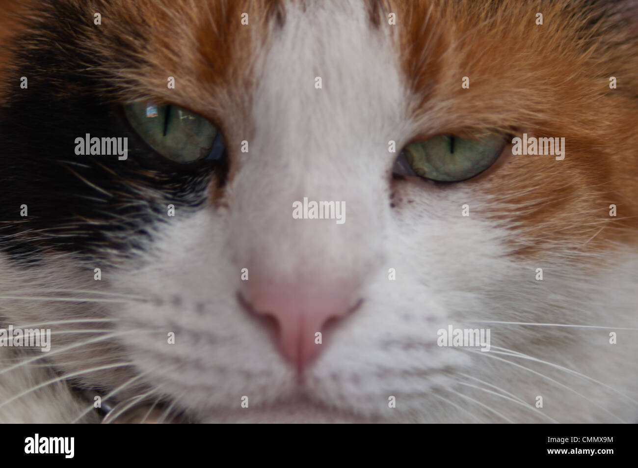 White Cat Eyes CMD Photo Stock Photo - Alamy