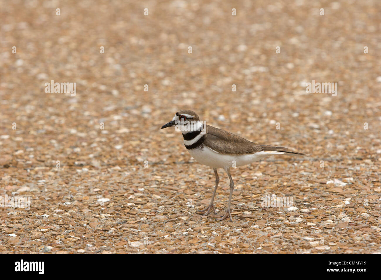 Killdeer bird hi-res stock photography and images - Alamy