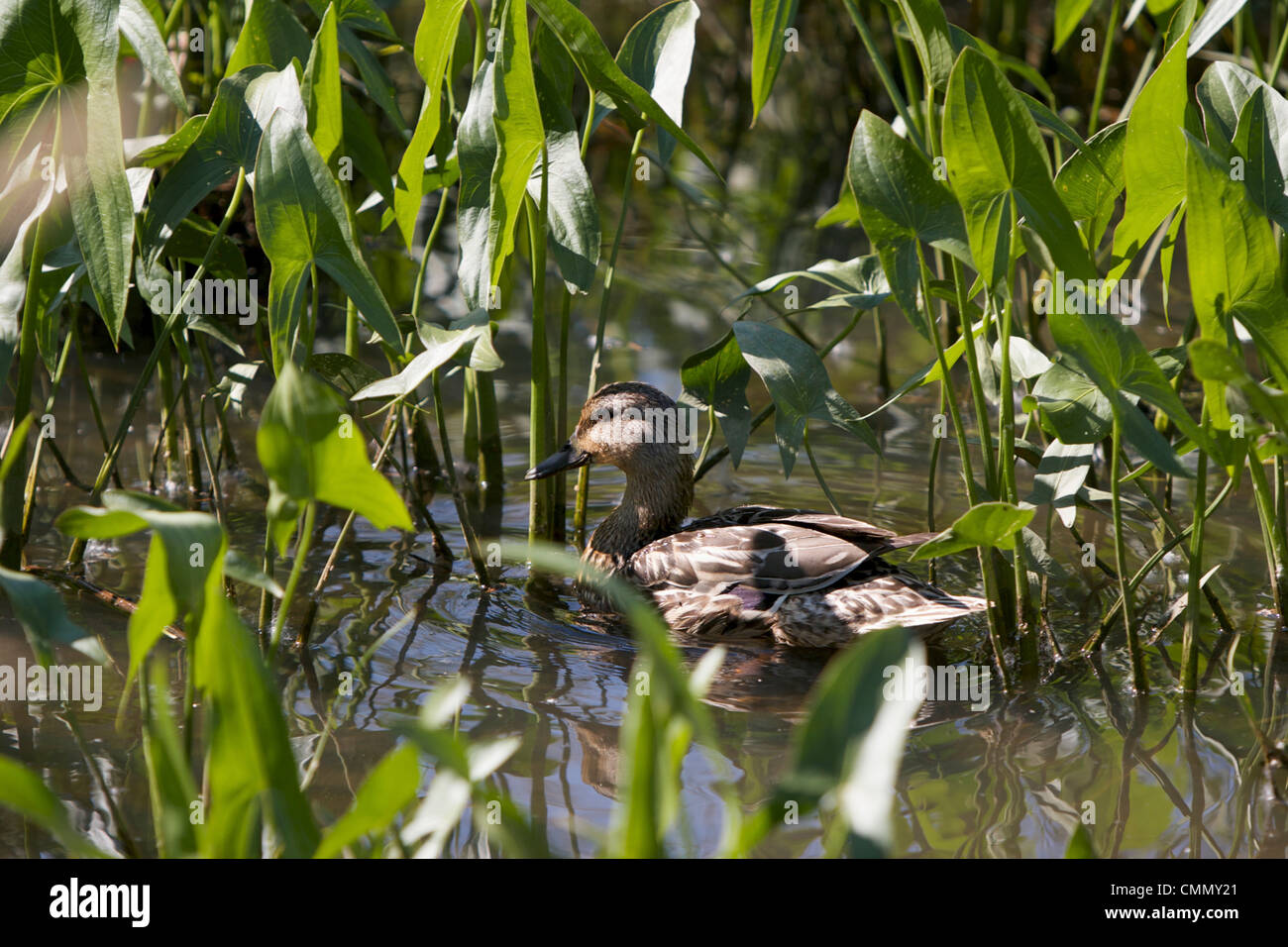 Hiding Duck High Resolution Stock Photography and Images - Alamy