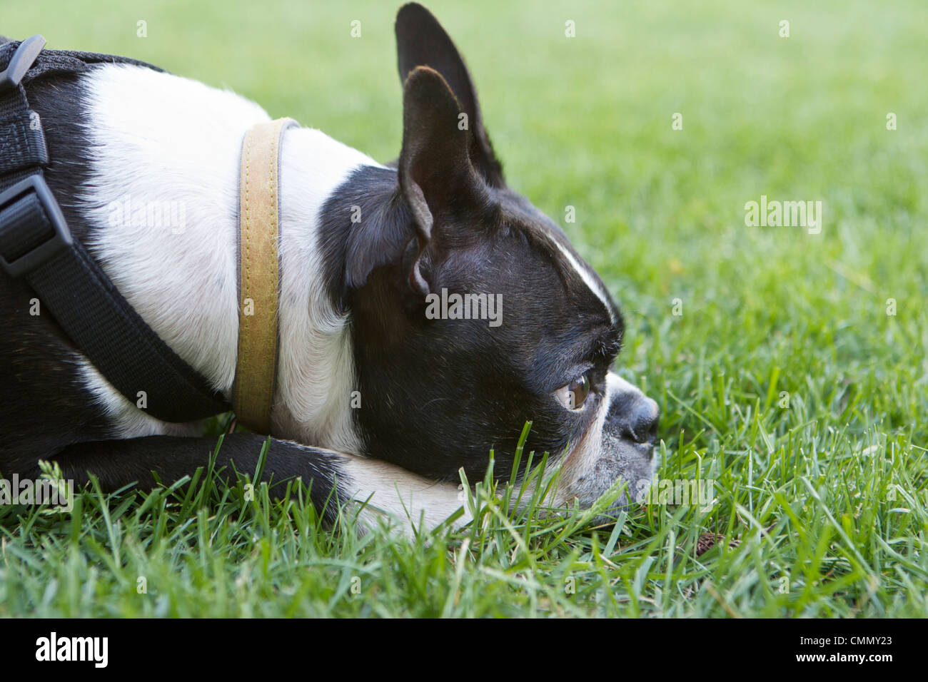 Tired sad animal outdoors contemplating hi-res stock photography and ...
