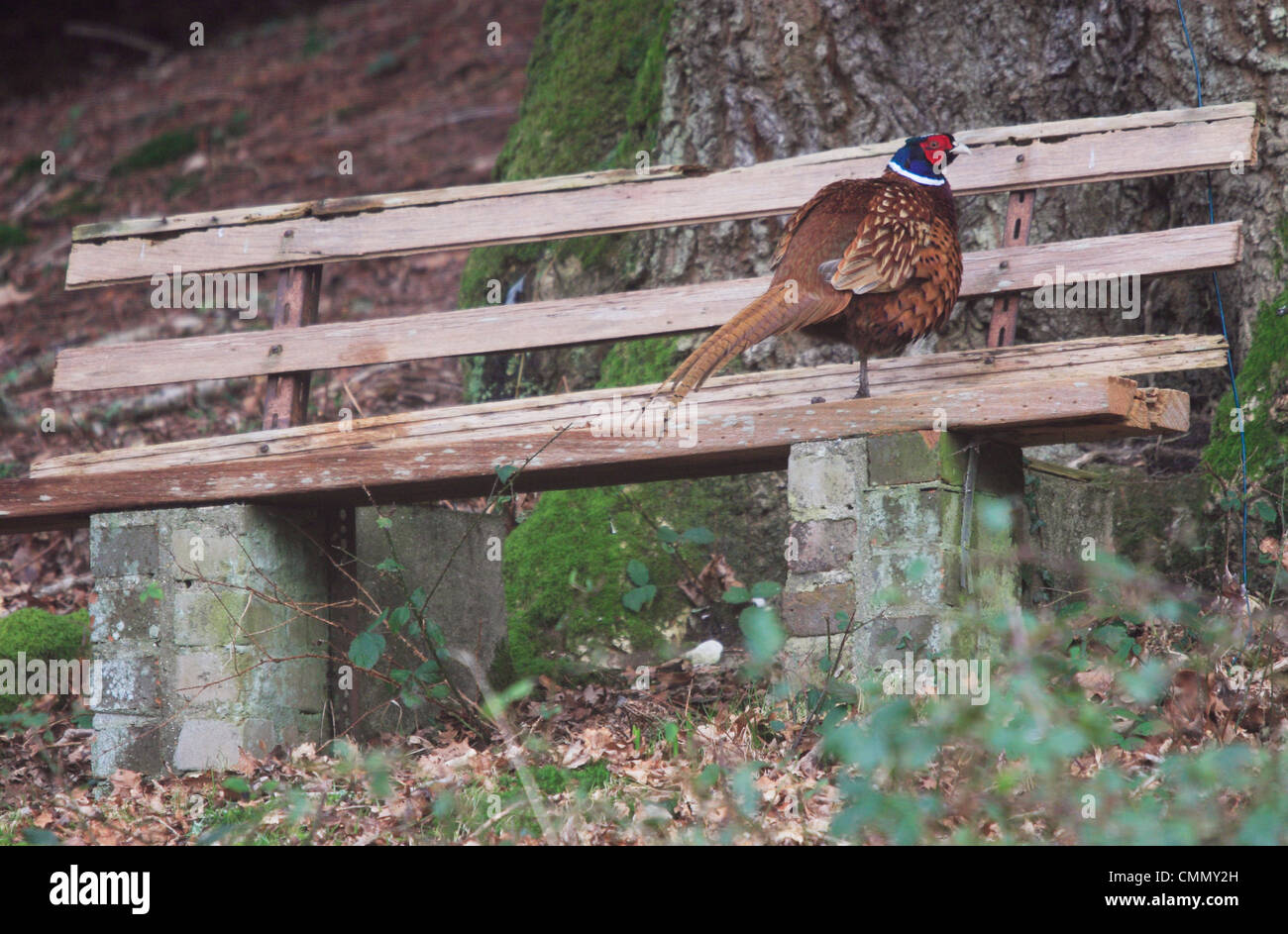 Pheasant (Phasianus colchicus) on bench seat Stock Photo - Alamy