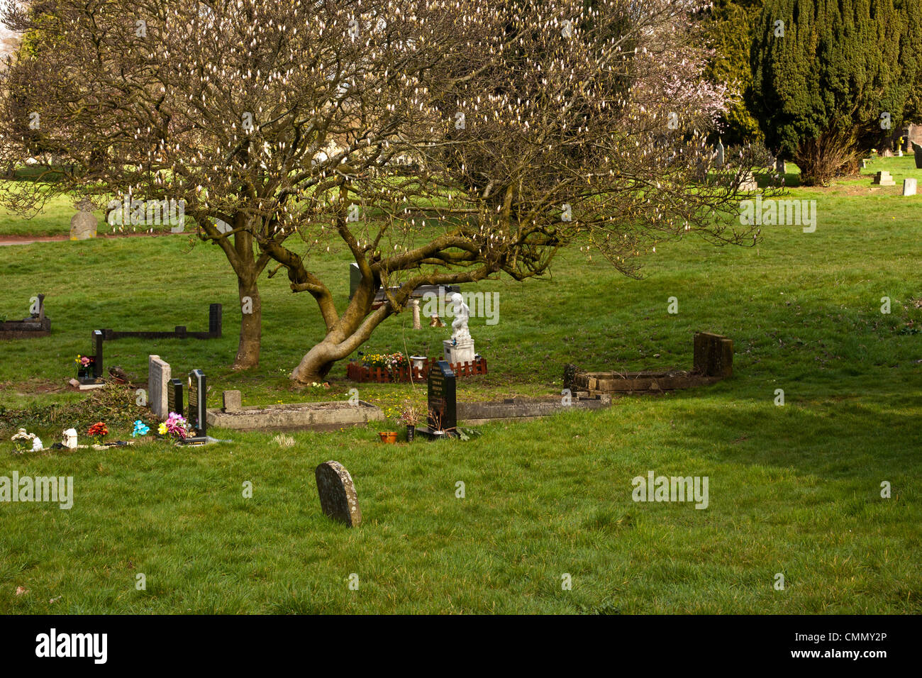childs grave under cherry tree just coming into blossom, in cemetery ...